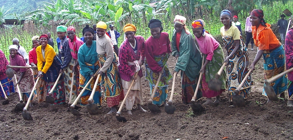 International Tree Foundation - Synchronicity Earth